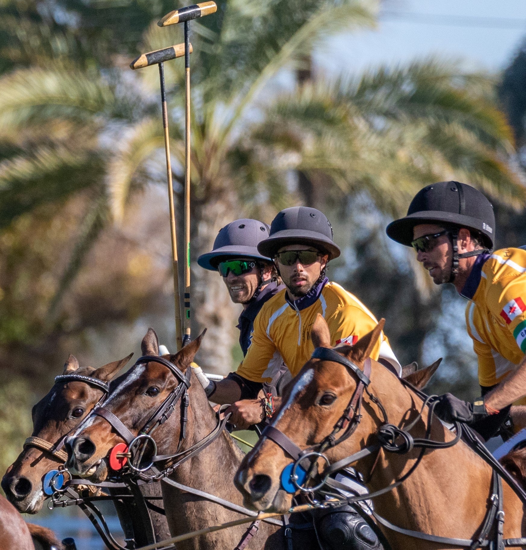 Gag Bits for Polo Horses | Precision & Comfort | Jhhe - Jackson Hole ...