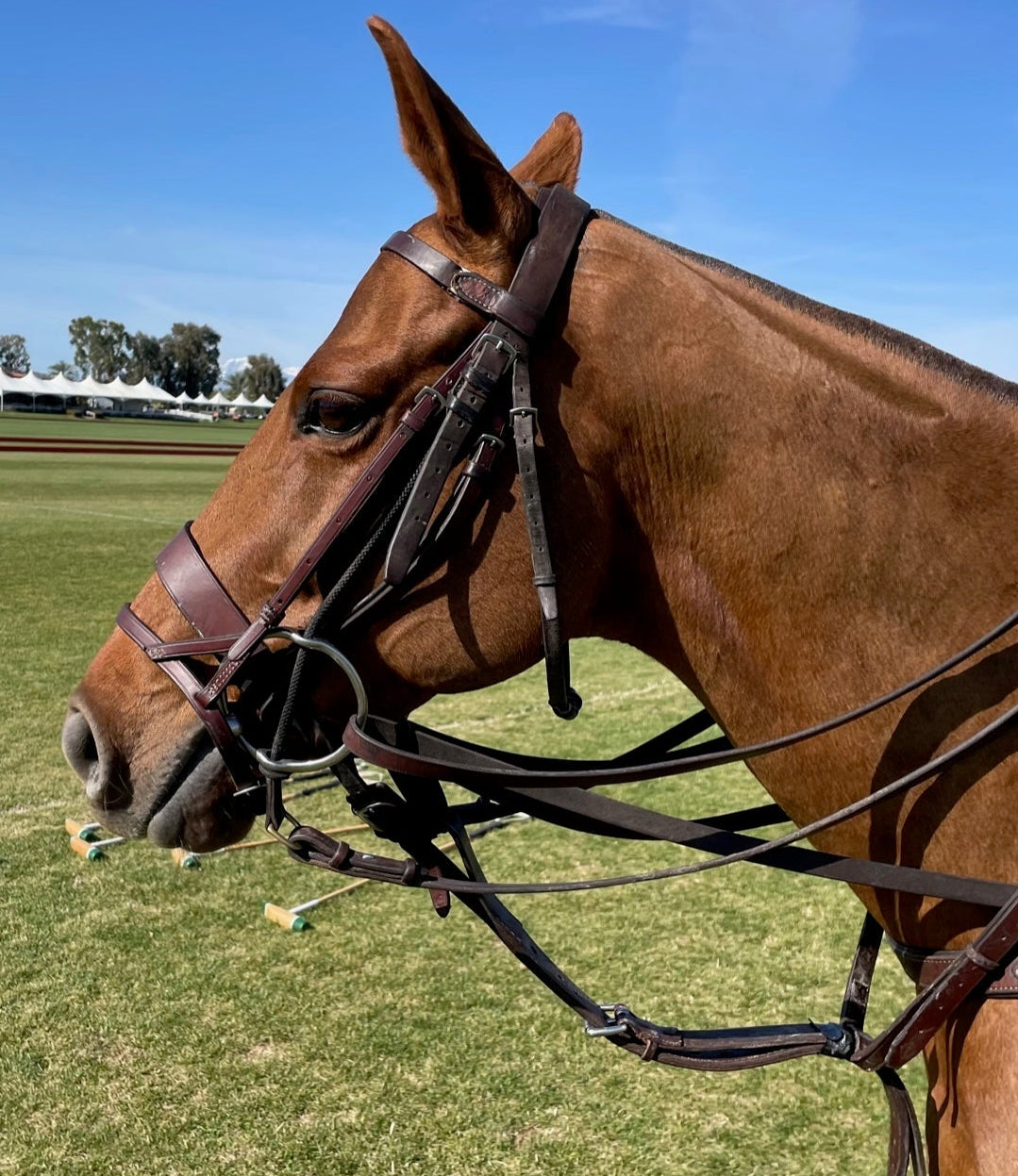 Domestic Polo Bridle Gag-no breast | High Quality Horse Tack | JHHE ...